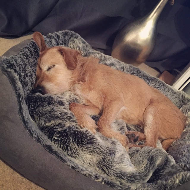 Adopt An Oldie | Old Pups Need Forever Homes Too