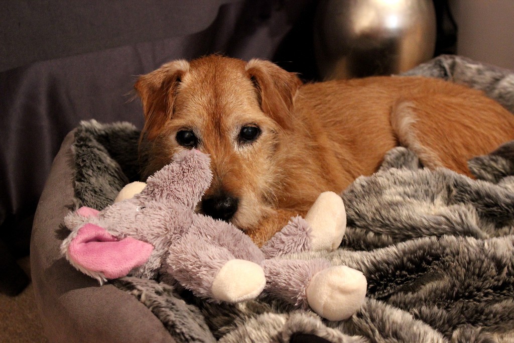Doggy Essentials You Might Not Know You Needed | xameliax