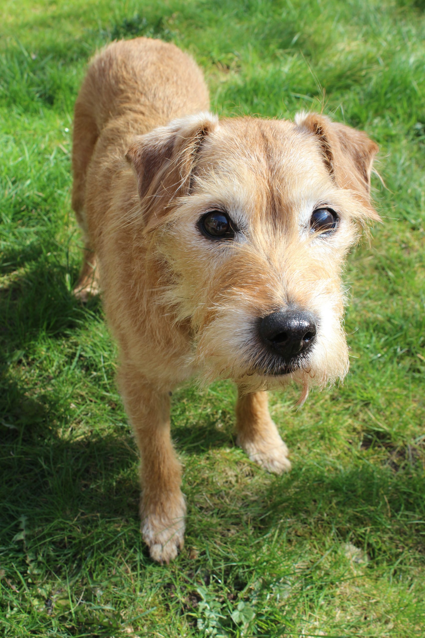 9 Tips For Caring For An Elderly Dog | xameliax