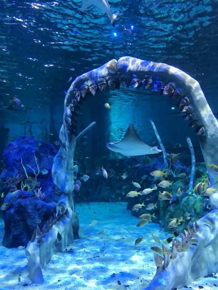 Skydiving & Swimming With Sharks at The Bear Grylls Adventure | xameliax