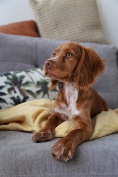 5 Cocker Spaniel Training Hacks You REALLY Need To Know!
